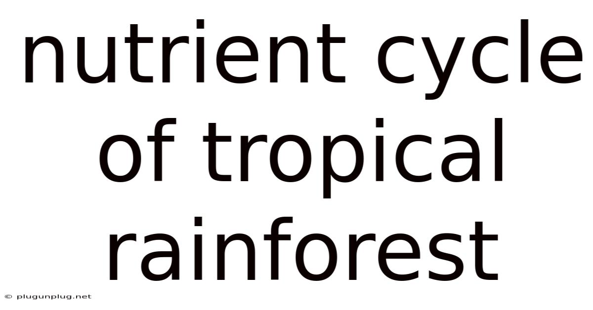 Nutrient Cycle Of Tropical Rainforest